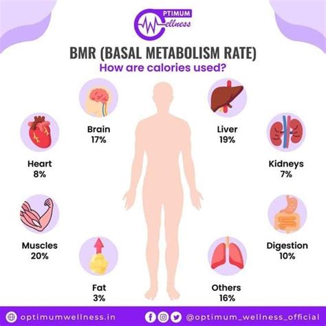 Best 13 Bmr Calculator Basal Metabolic Rate Artofit