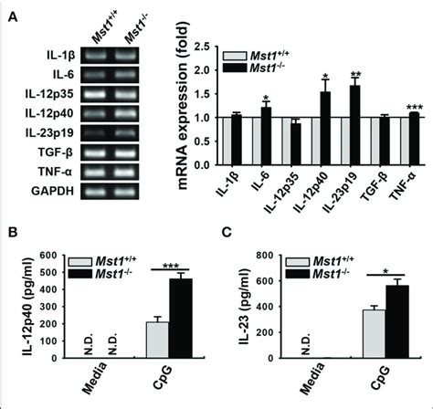 Loss Of Mst1 Increases Production Of Proinflammatory Cytokines In