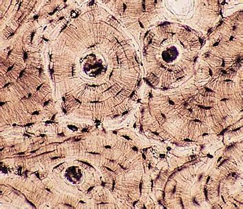 Bone Osseous Tissue Diagram Quizlet