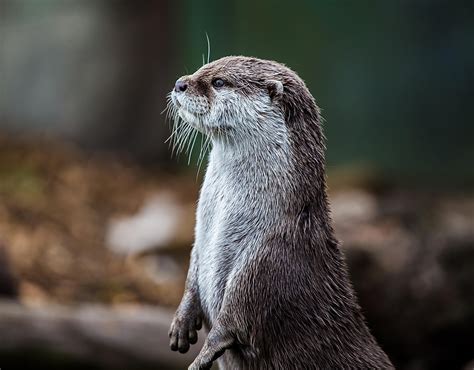 Free Cute Otters Otter Images Pixabay