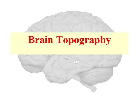 Ppt Brain Topography Powerpoint Presentation Free Download Id3065672