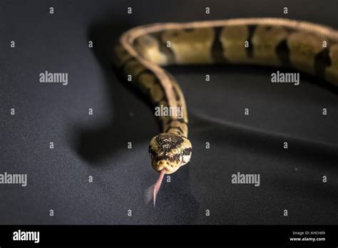 Royal Or Ball Python Snake Isolated On Black Background Stock Photo Alamy