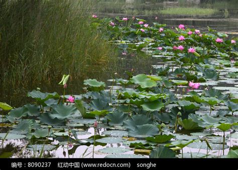 初夏荷塘高清图片下载红动中国