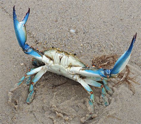 Male Blue Crab Callinectes Sapidus Bugguidenet