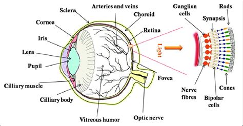 Various Parts Of The Eye Download Scientific Diagram