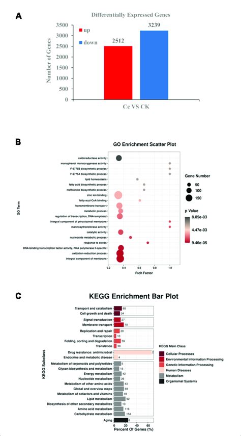 Transcriptomic Analysis Revealed Differentially Expressed Genes In C Download Scientific