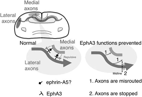 Model Of Interaction Between The Medial And Lateral Callosal Axons The Download Scientific