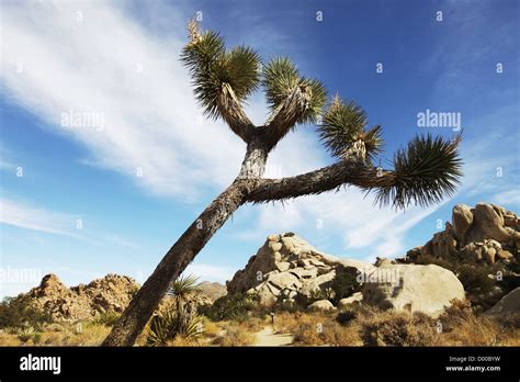Joshua Tree In Desert Stock Photo Alamy