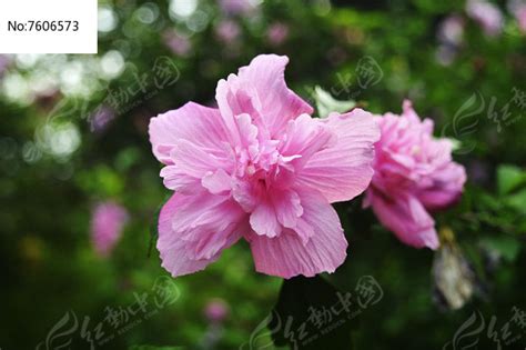 盛开的扶桑花高清图片下载 红动中国