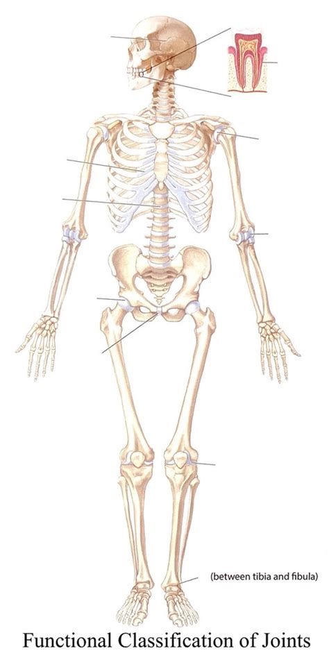 A P Lab Functional Classification Of Joints Diagram Quizlet