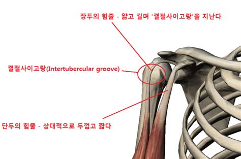 어깨부상 상완이두근두갈래근 Biceps Brachii 힘줄 파열 네이버 블로그