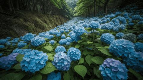 Blue Hydrangea At Bonino Background Hydrangea Hd Photography Photo