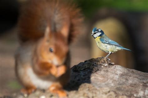 How To Keep Squirrels Off Bird Feeders Tips Bird Buddy Blog