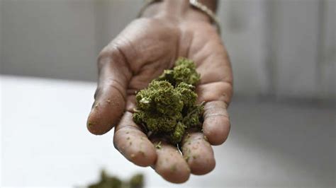 El Cannabis Ya Se Fumaba Hace 2500 Años A Modo De Ritual En China