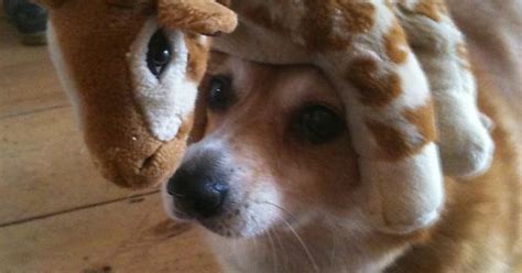 Corgis With Things On Their Heads Album On Imgur