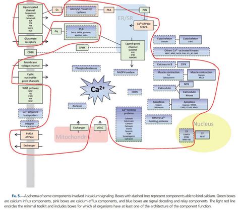 How Intracellular Calcium Signaling Gradient And Its Role As A Universal Intracellular