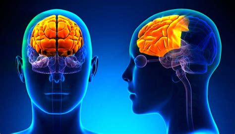 La Corteza Prefrontal Y Su Relación Con La Memoria De Trabajo