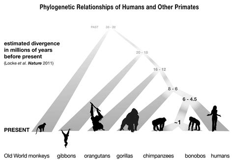 Primate Phylogeny Center For Academic Research And Training In