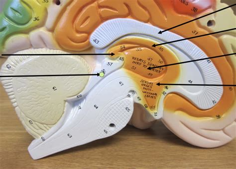 Human Anatomy Lab Diagram Brain Test 4 Diagram Quizlet