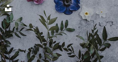 벽에 흰색과 분홍색 꽃잎이 달린 두 개의 꽃 사진 Unsplash의 무료 배경 이미지