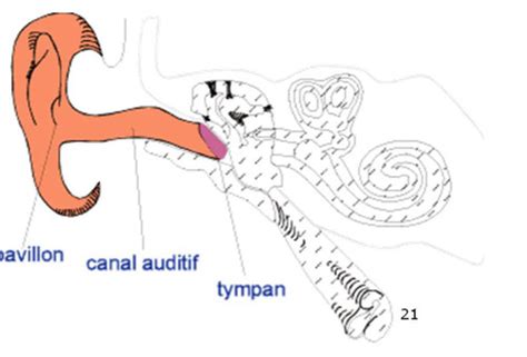 Perception Auditive Cartes Quizlet