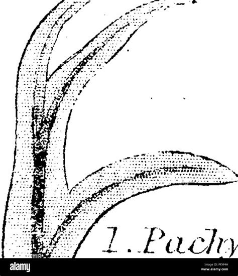 This Fossil Dictionary Entry Details Various Fossilized Species Found