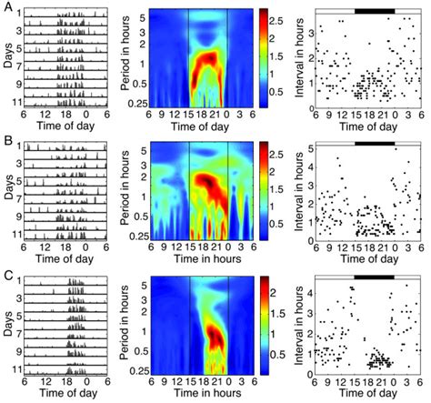 Wavelet Analysis Of Circadian And Ultradian Behavioral Rhythms