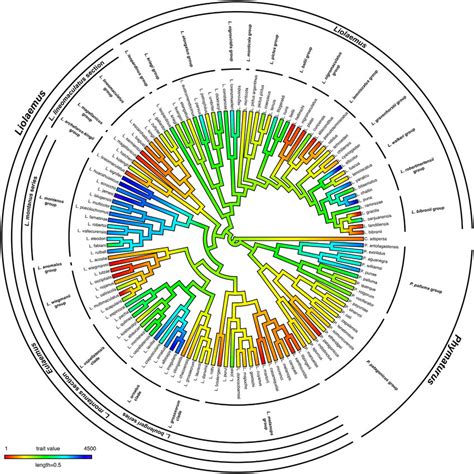 Maximum Likelihood Reconstruction Of Ancestral Character States For