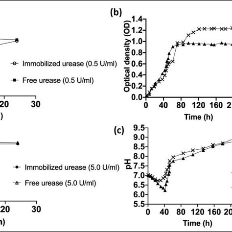 A Different Concentrations Of The Enzyme Affected Proportionally The