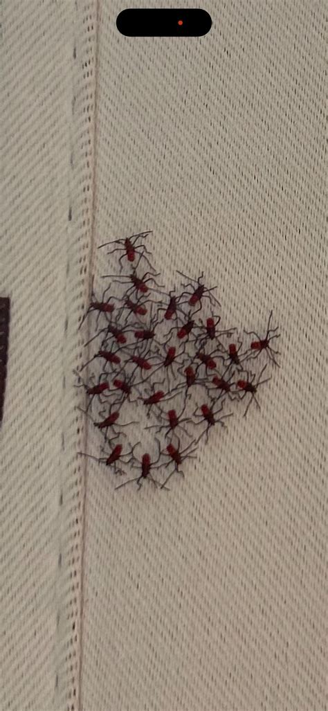 Assassin Bug Nymph Southeastern Virginia Usa Rwhatbugisthis