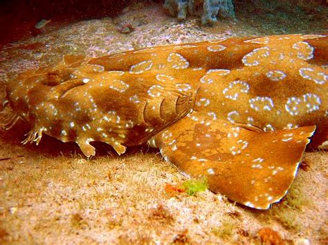 Top 10 Facts About Wobbegong Sharks Always Learning