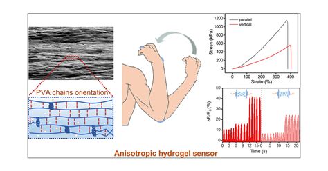 Muscle Inspired Anisotropic Hydrogel Strain Sensors Acs Applied