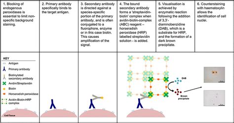 Principle Of Immunohistochemistry Target Antigens Are Detected By The