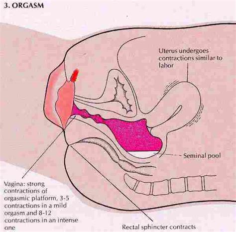 Archive For Sexology