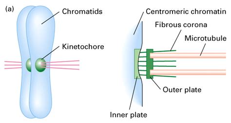 Kinetochore Definition Function And Structure Lesson