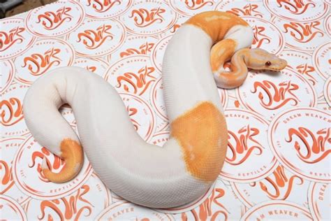 Dreamsicle Ball Python By Dream Weaver Reptiles