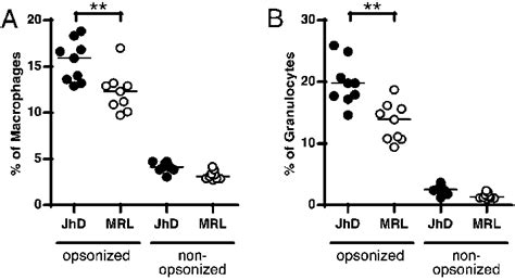 Fc Receptor Mediated Phagocytosis Is Impaired In Macrophages And