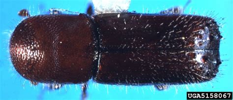 Ambrosia Beetle Xyleborus Celsus