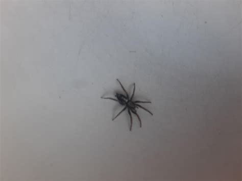 Tick Spider Rwhatisthisbug