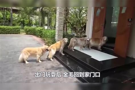 主人故意落水，测试12只金毛的反应，结果咋样了？ 天选打工人金毛反应测试
