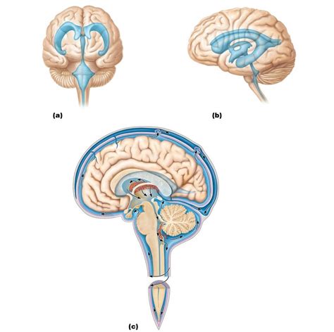 Slide 20 Diagram Quizlet