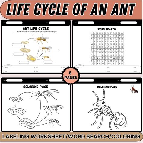 Ant Life Cycle Worksheets Sequencing Labeling Coloring And Activities