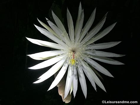 Sri Lanka Kadupul Flower Queen Of The Night Leisure And Me