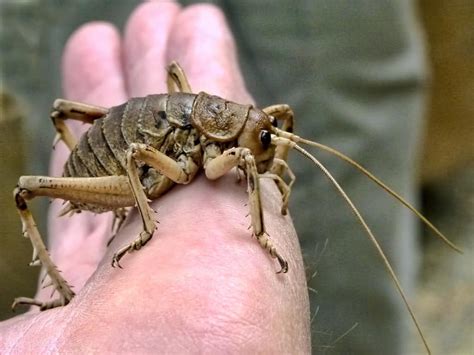 5 Biggest Insects In The World Pest Control Gurus