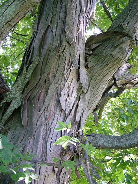 Shagbark Hickory Duke Gardens