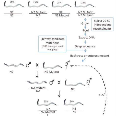 Flowchart Of A Bulk Segregation Approach To Ems Based Mapping Using Download Scientific Diagram