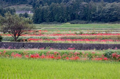 彼岸花のフリー写真素材一覧 ActivePhotoStyle