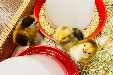 Sex Link Autosexing Chickens No More Surprise Roosters