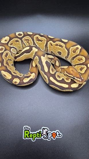 Special Fire Het Pied Ball Python By The Reptispot