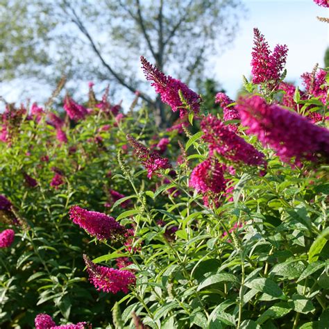 5 Butterfly Bush Buddleia Varieties For Your Garden